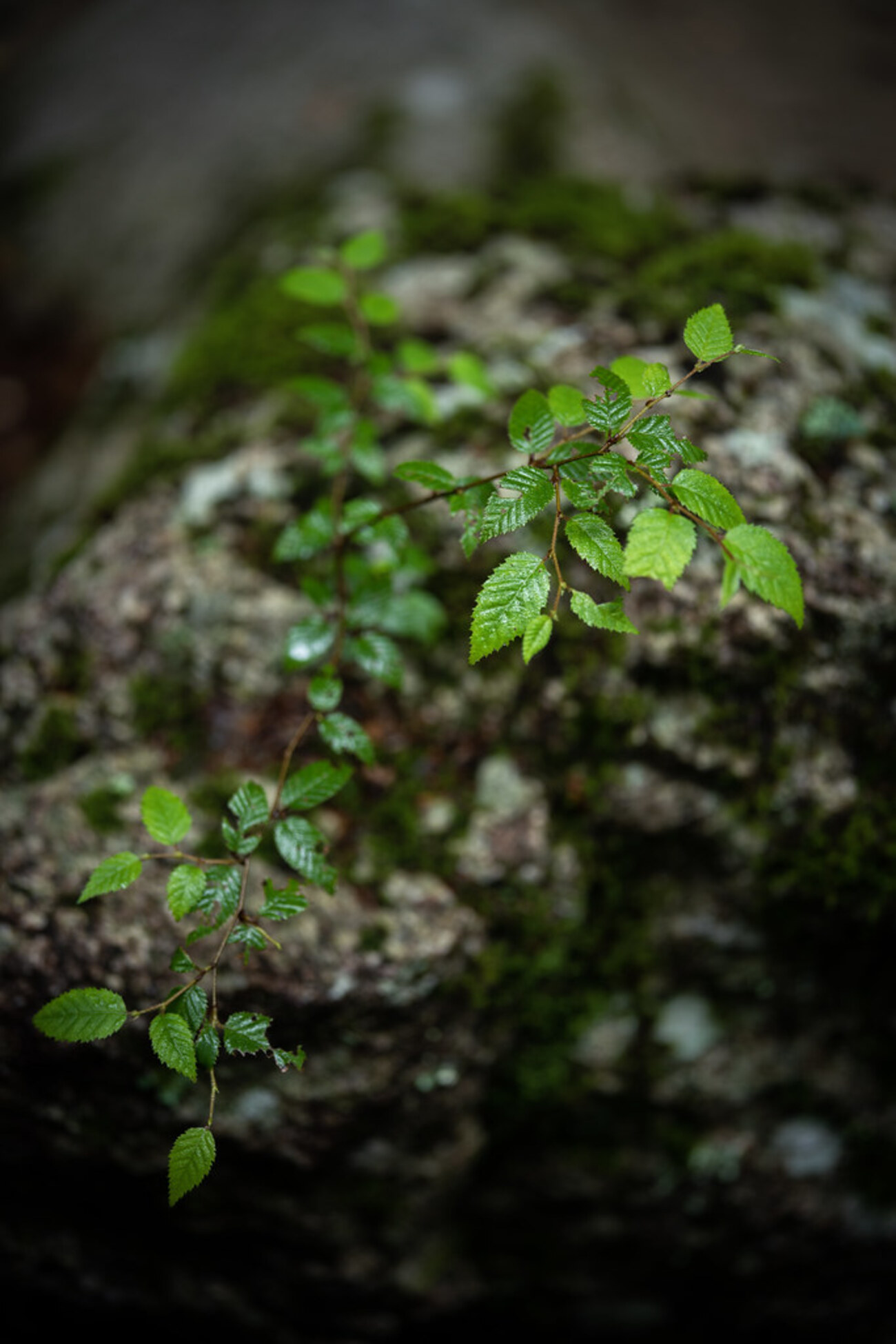 Nature snap #35 - An Ordinary Moment
