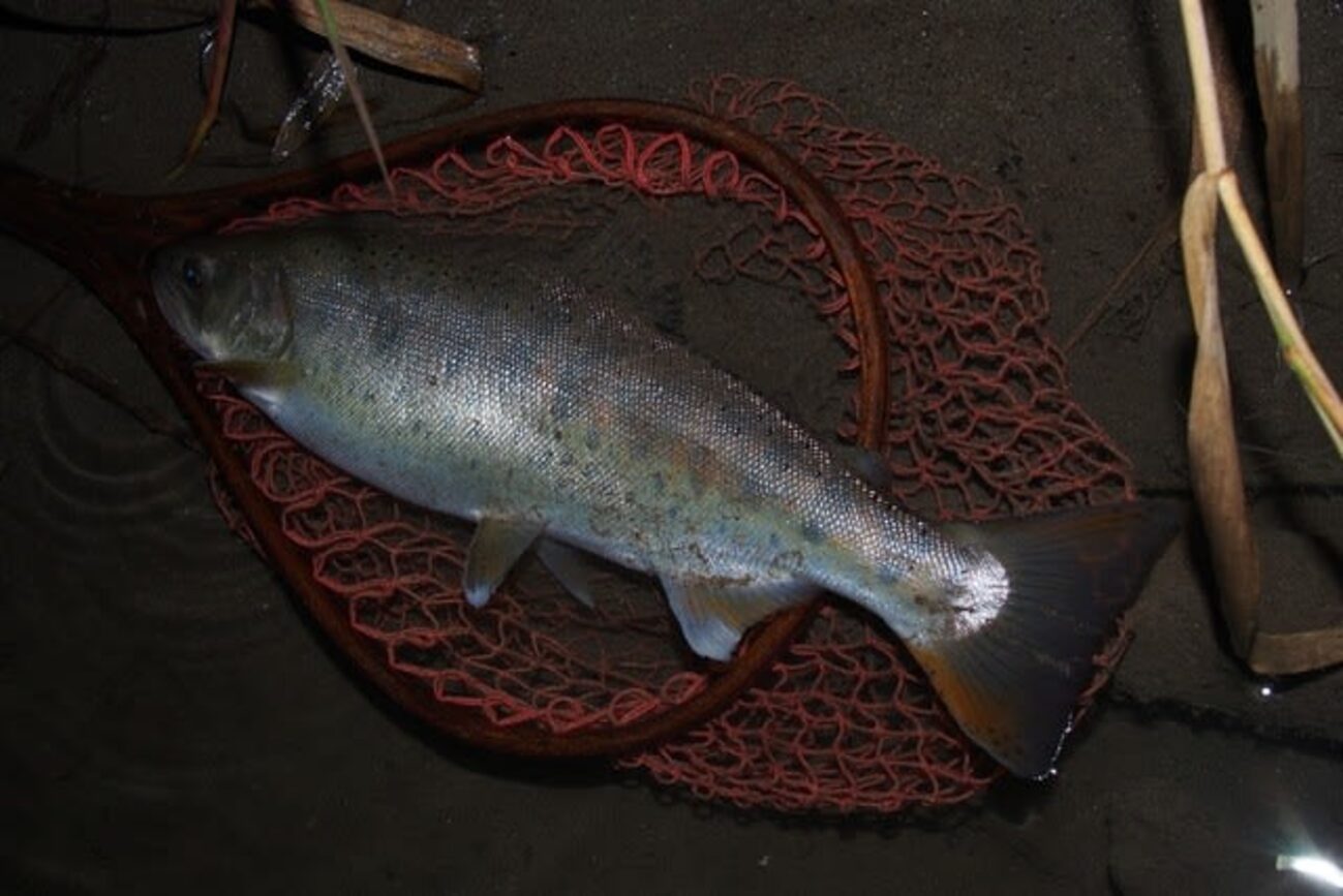 Evening Rise（夕暮れの堰堤）Sep.3 - Forest Sync.