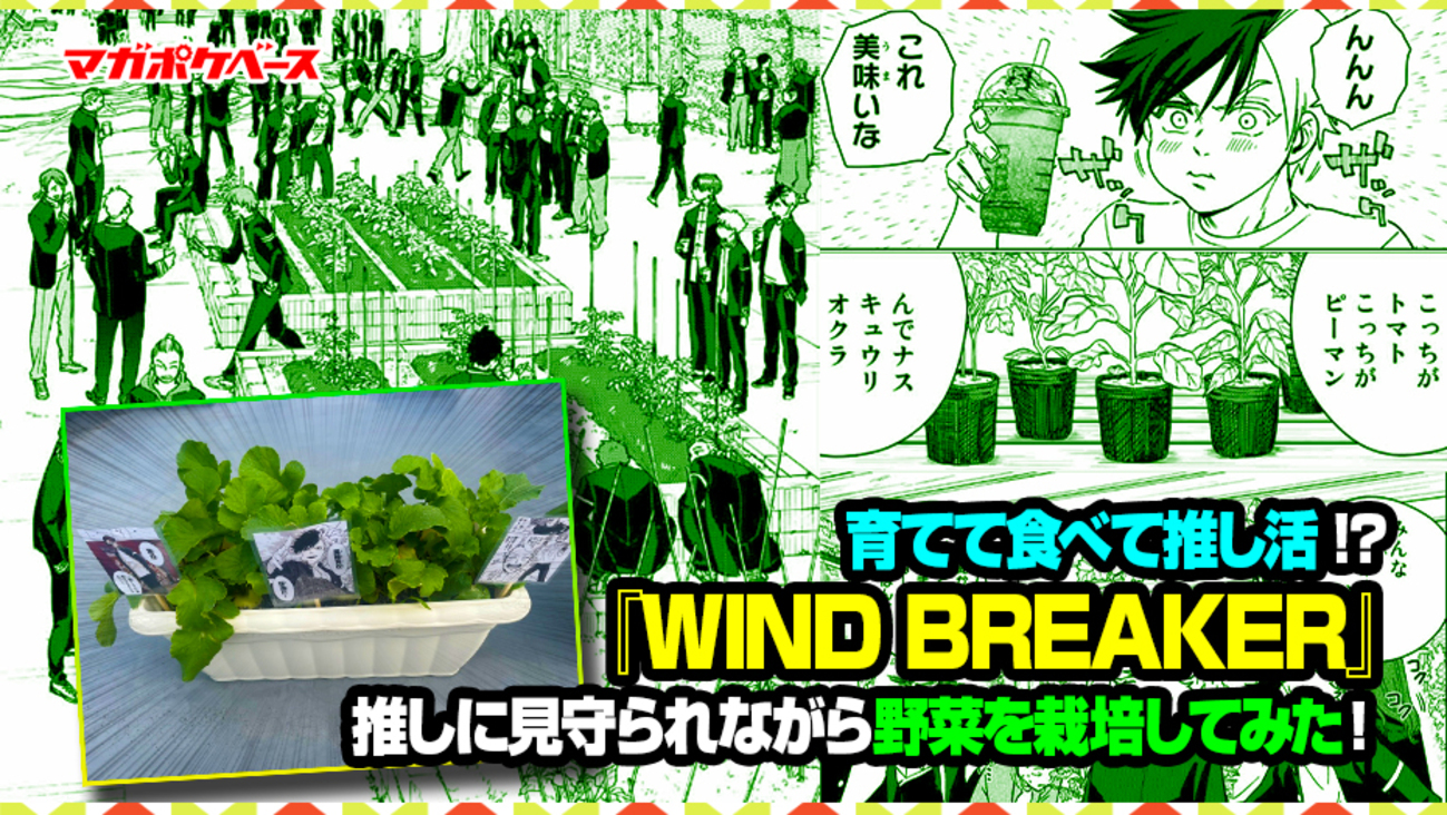 育てて食べて推し活!? 『WIND BREAKER』推しに見守られながら野菜を栽培してみた！ - マガポケベース