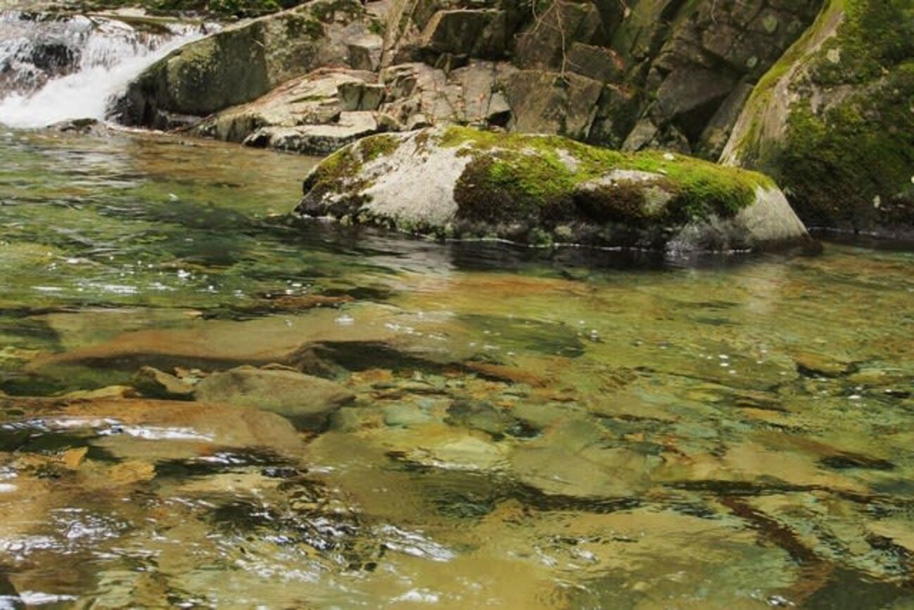 ヤマトイワナを訪ねて Sep.21 - Forest Sync.