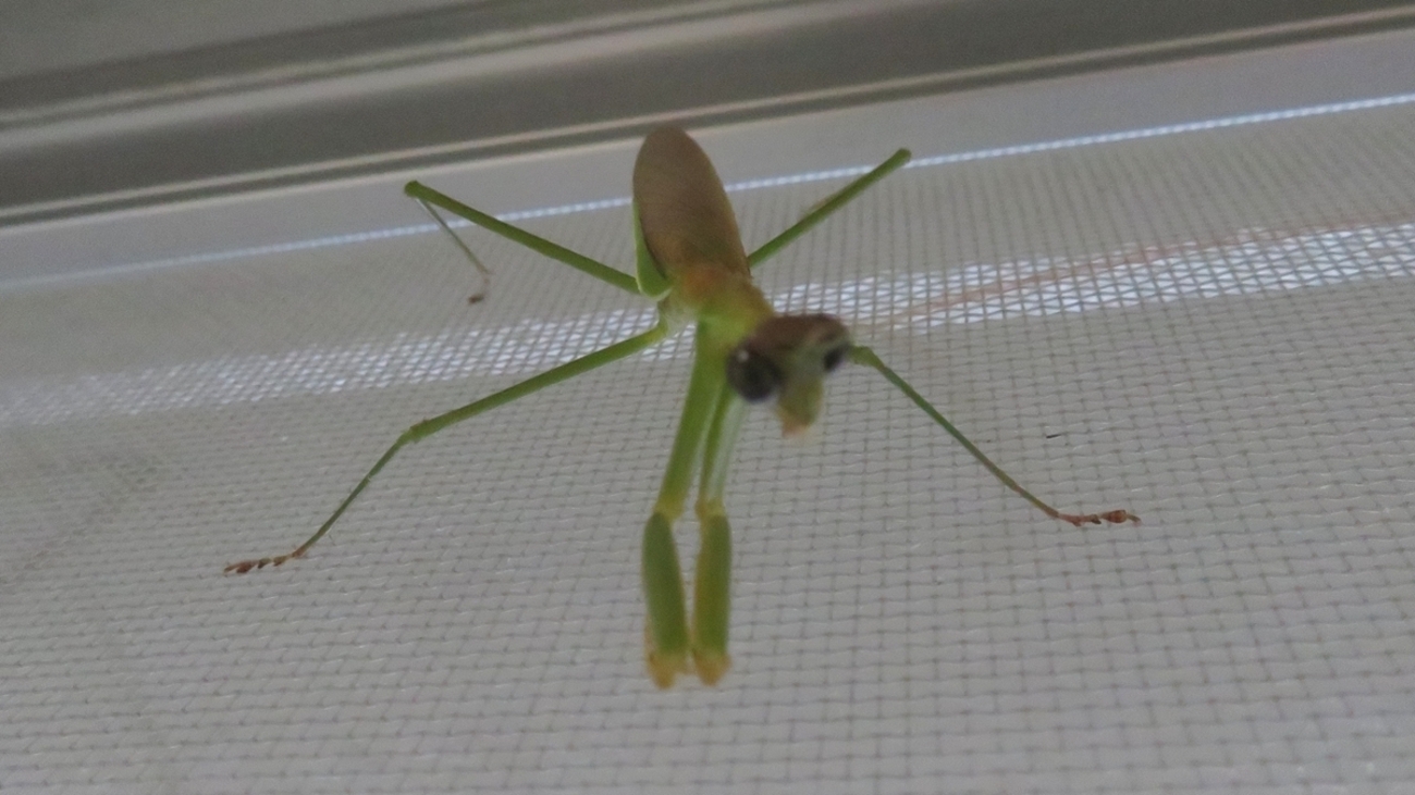 オオカマキリ・2日間の滞在 - Setubunso のお散歩日記