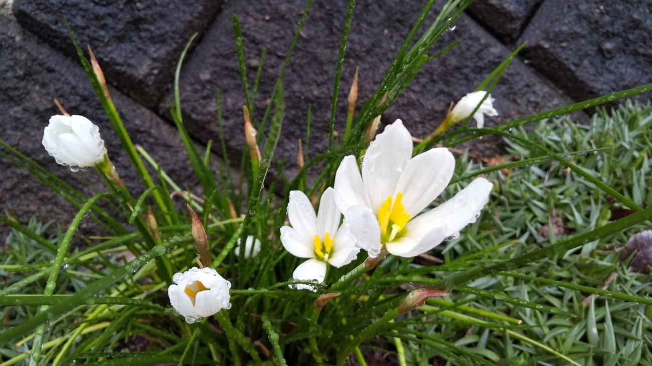 タマスダレ - Setubunso のお散歩日記