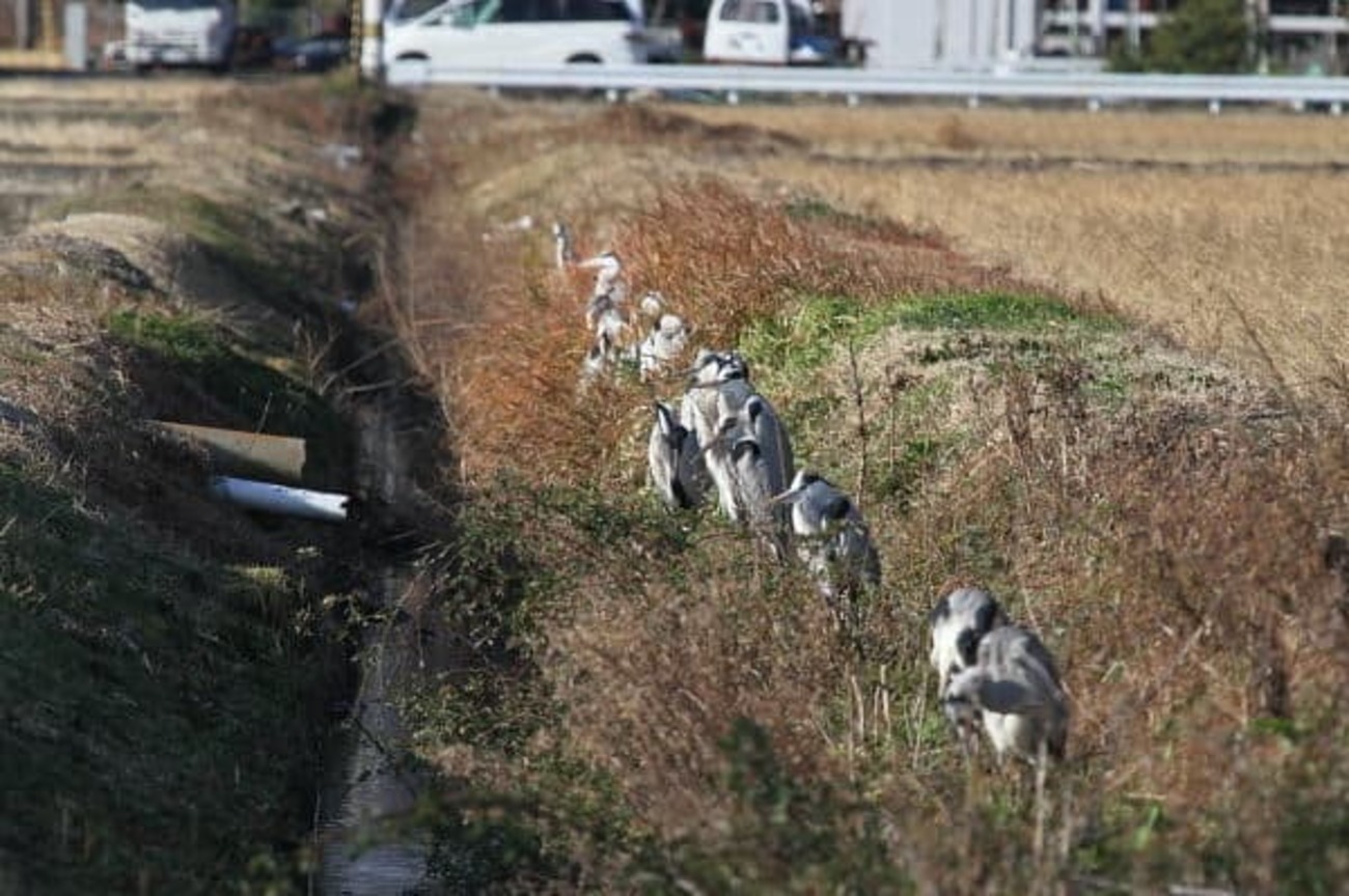 ぶらぶら散歩（小松島） - tokusan_77’s blog