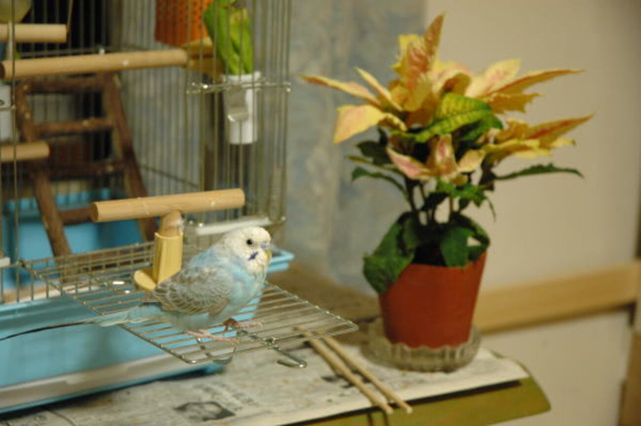 D70s の写りを再確認/インコしゃべる - うさぎくん