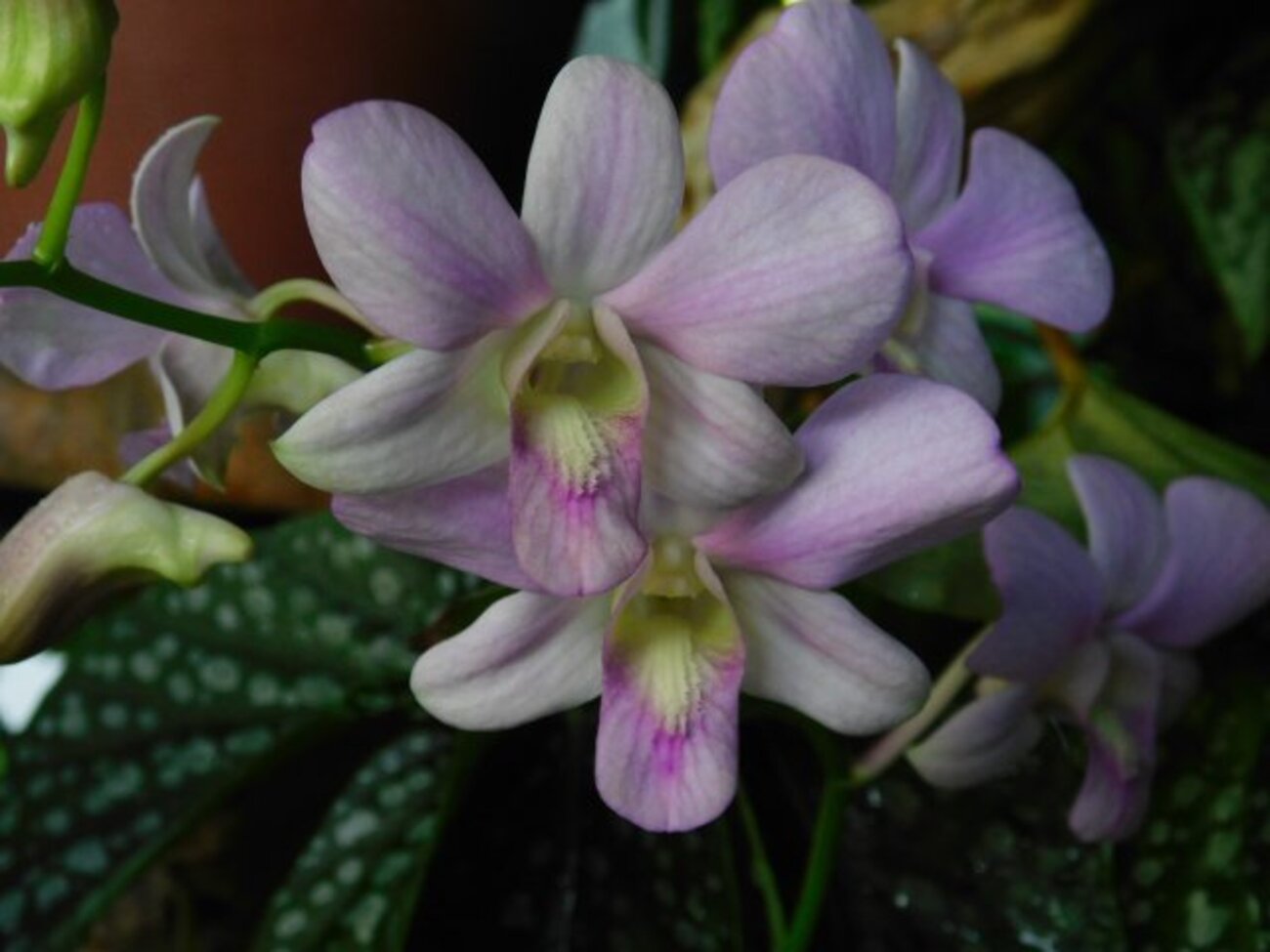 田中角栄？ - oichan-2’s blog