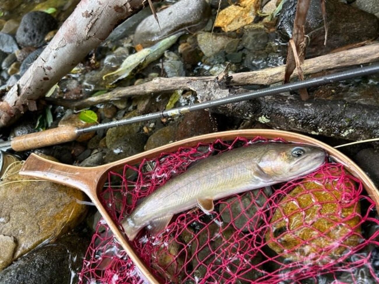 夏の夕暮れイワナ再び Jul.23 - Forest Sync.