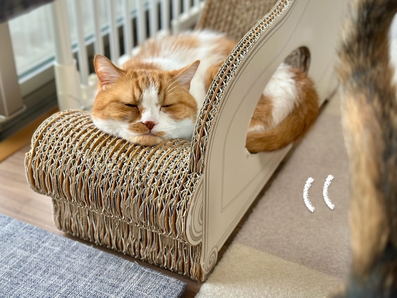 シャッターチャンスはふたり揃って。 - るるもな。