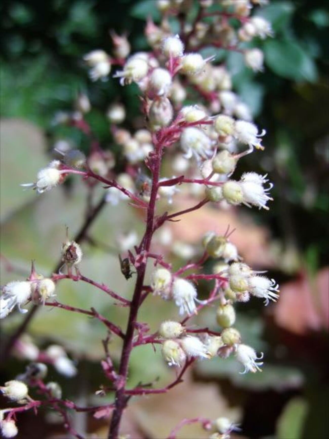 ツボサンゴ - 花菜ガーデン - minhana-bei-hateのブログ