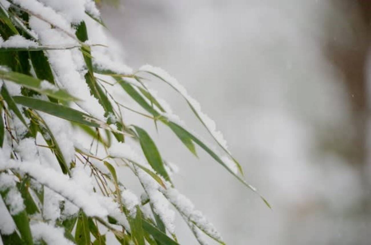 雪の日 - Forest Sync.