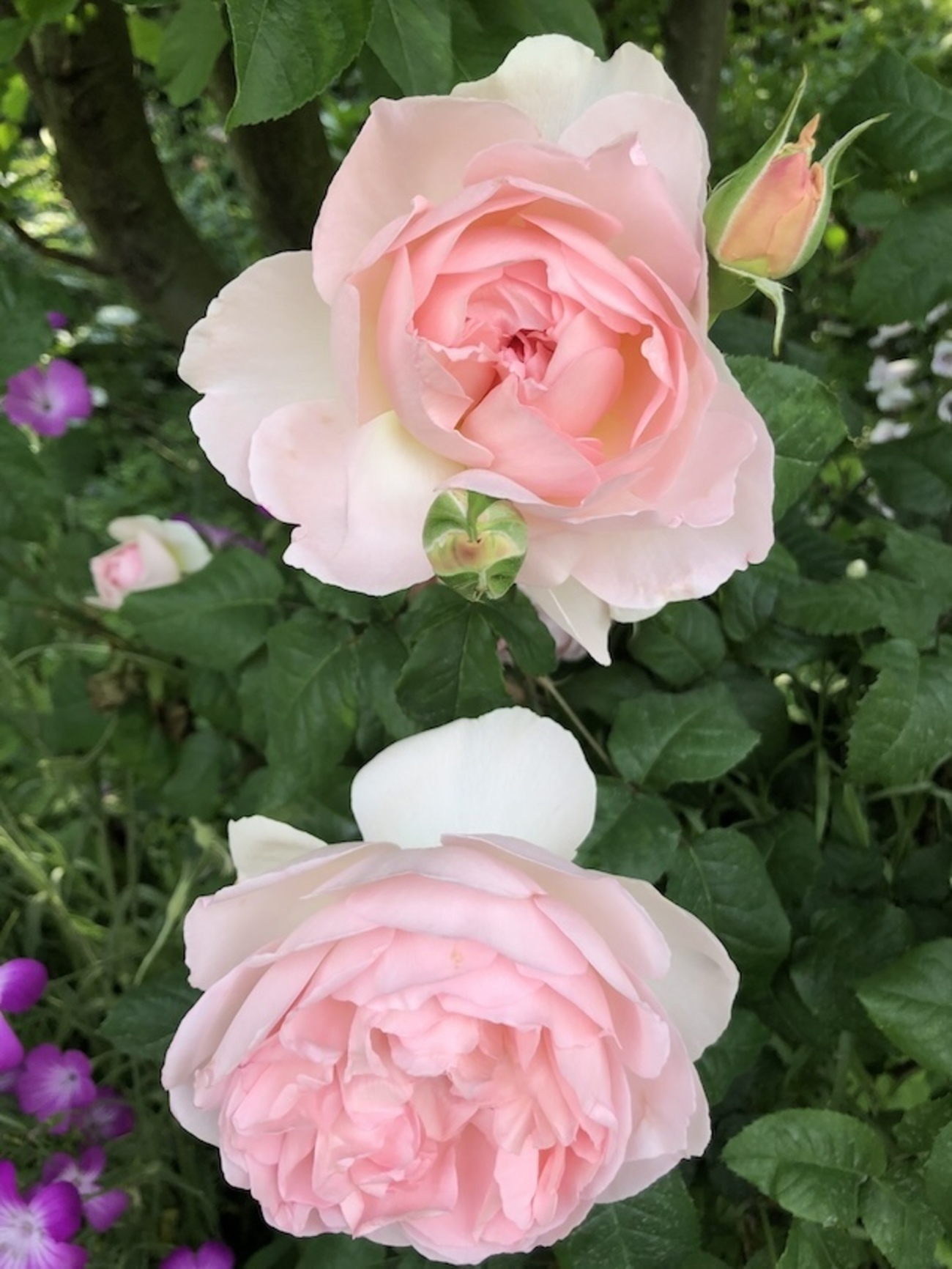 シャリファ・アスマ Sharifa Asma - Portraits of Roses