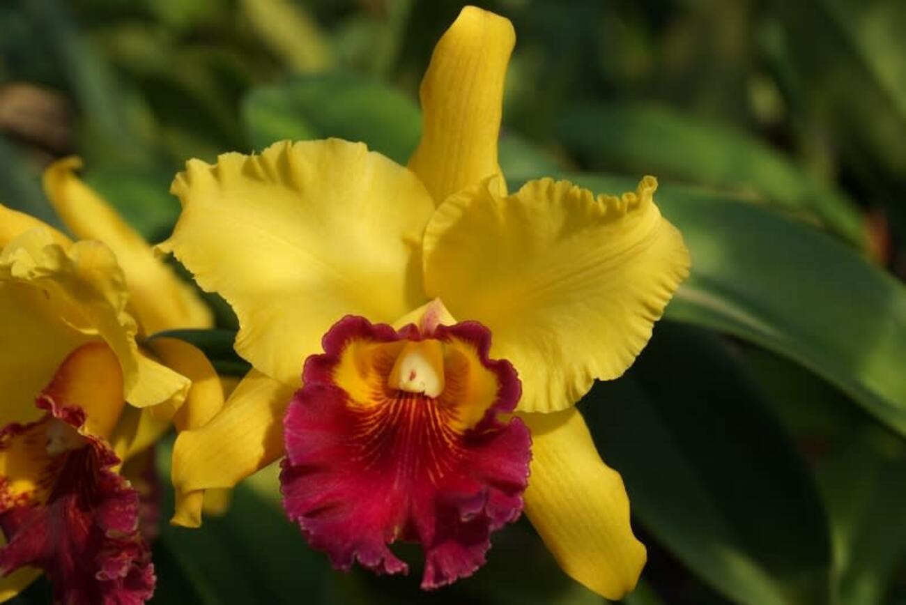 Rlc. Color Magic‘Mendenhall’ - カトログ !! ～ カトレヤ交配種のブログ (Hybrid Cattleya's ...