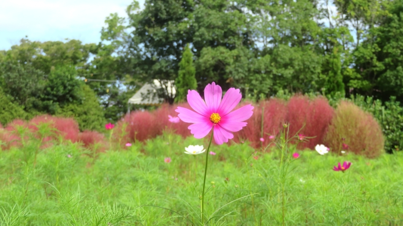 コスモスが風にゆれて・・・ - Setubunso のお散歩日記