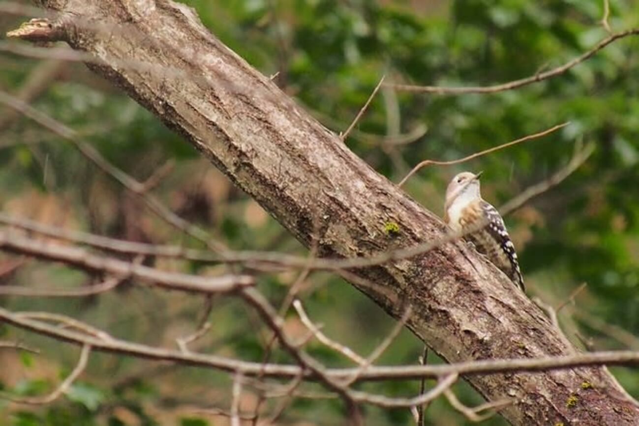 初冬の鳥たち - Forest Sync.