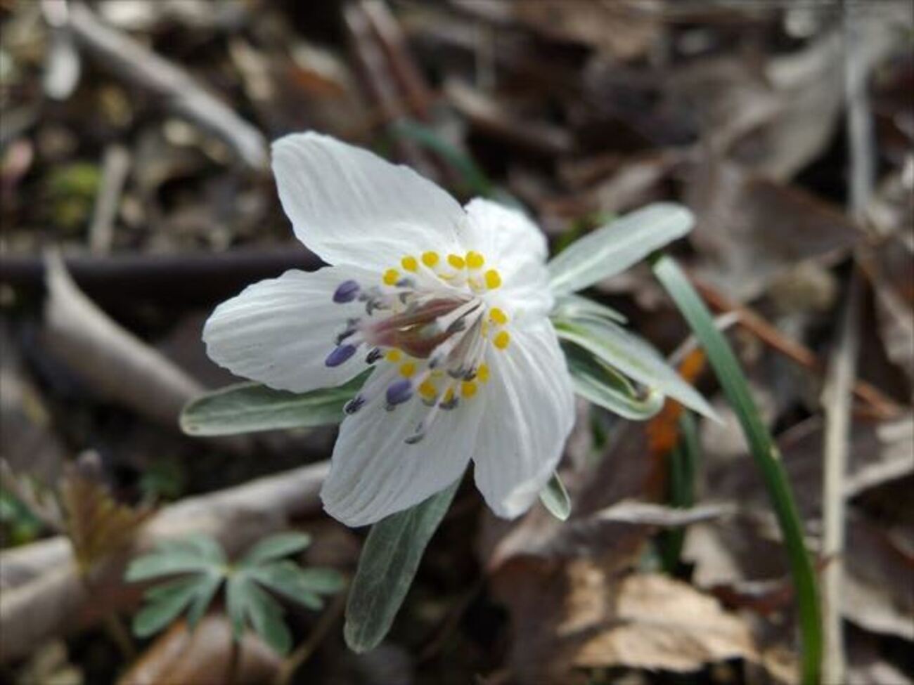 セツブンソウ - 赤塚植物園 - minhana-bei-hateのブログ