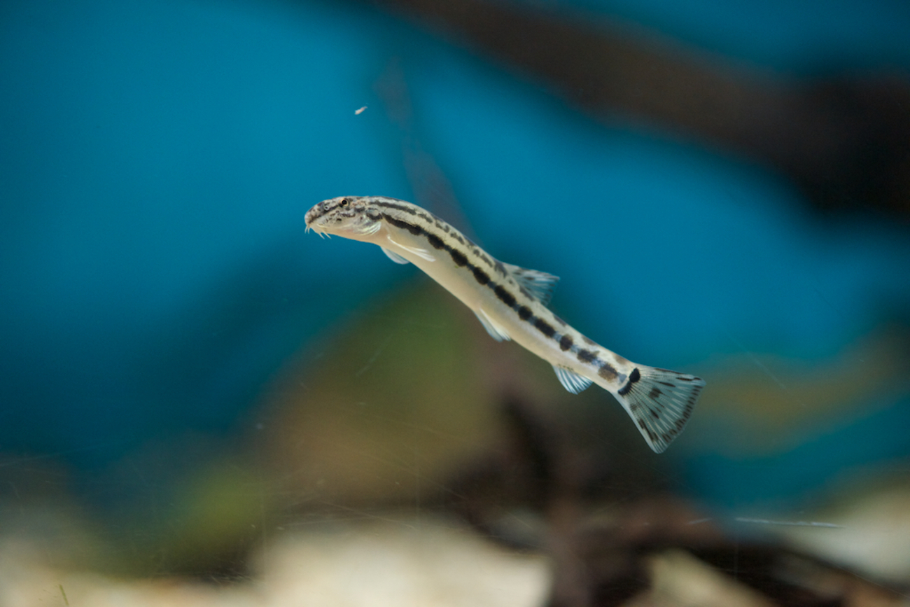 オオシマドジョウ Cobitis sp. BIWAE type A - RemoteRegion@AquaTotto