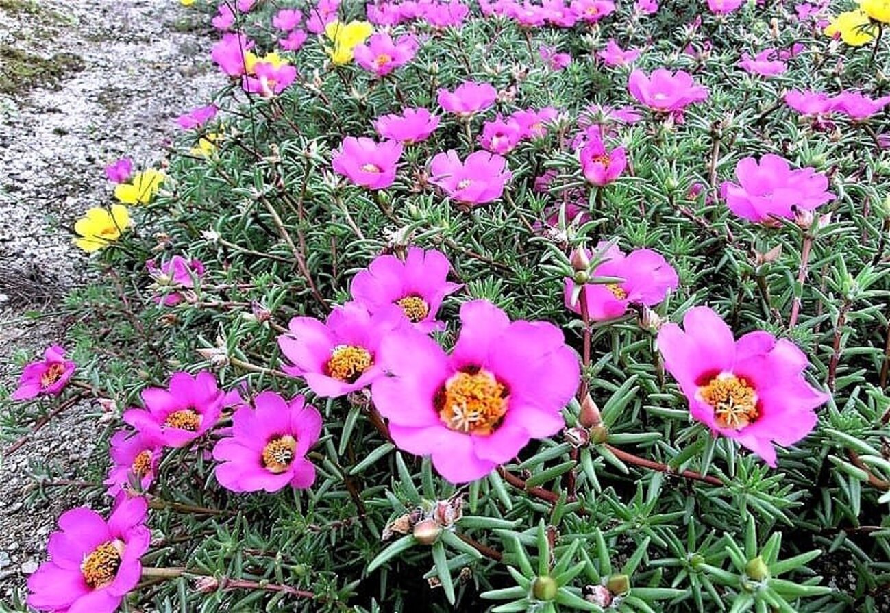 - 新･ひげ爺さんのお散歩日記