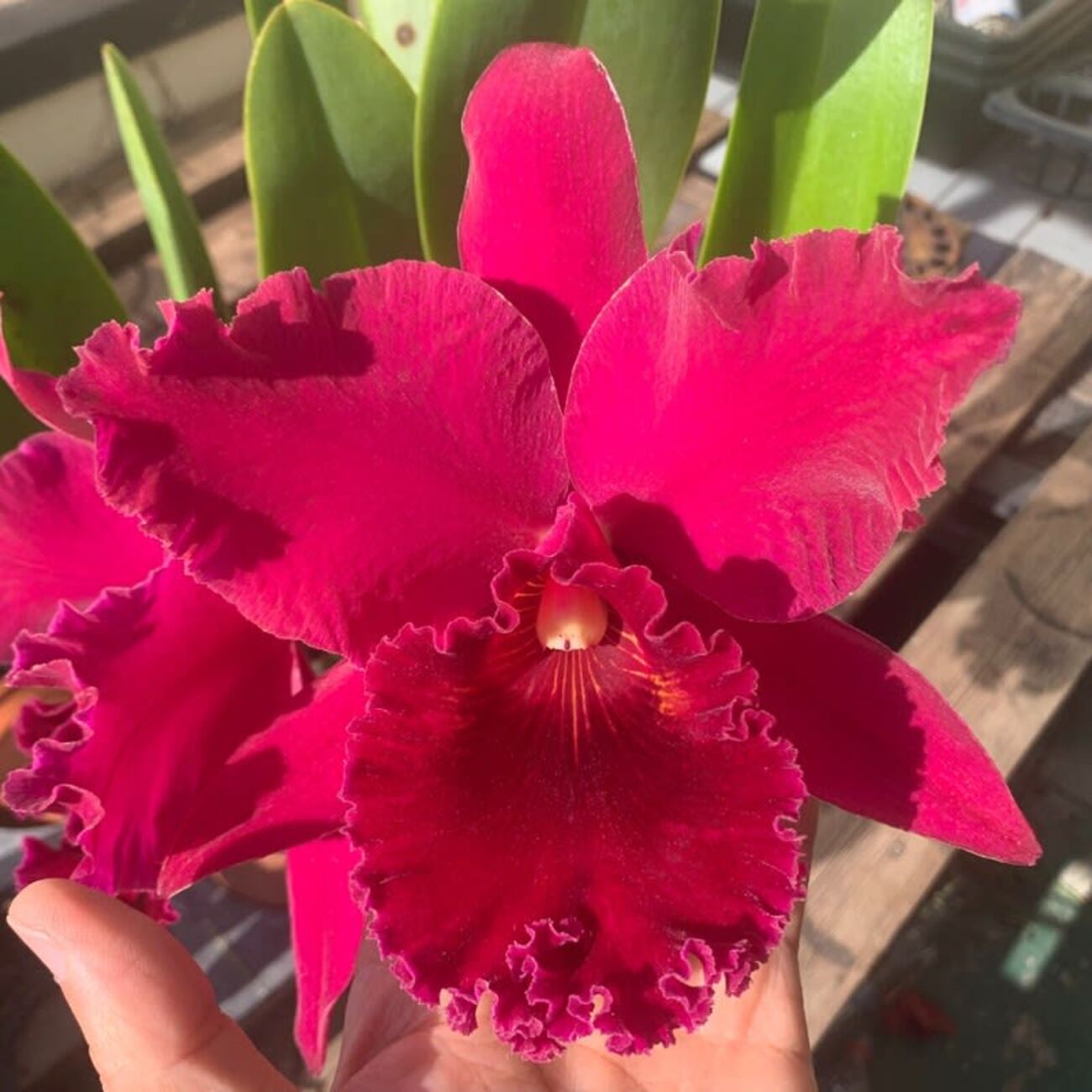 Rlc. Sachi Kyoko‘Mana’ - カトログ !! ～ カトレヤ交配種のブログ (Hybrid Cattleya's ...