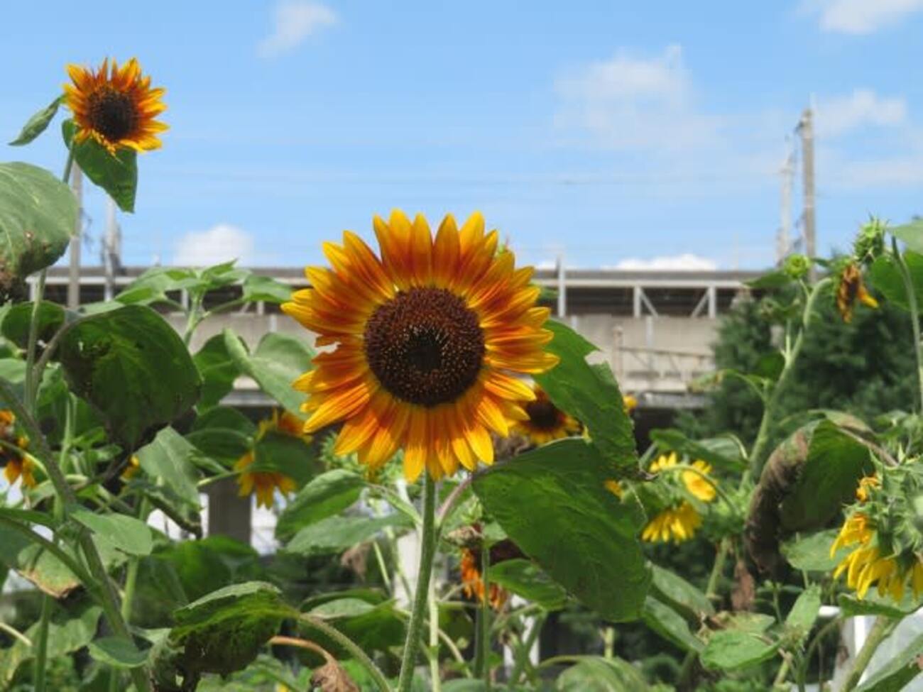 ユベントス対アタランタ - Kobby loves 埼玉＆レッズ