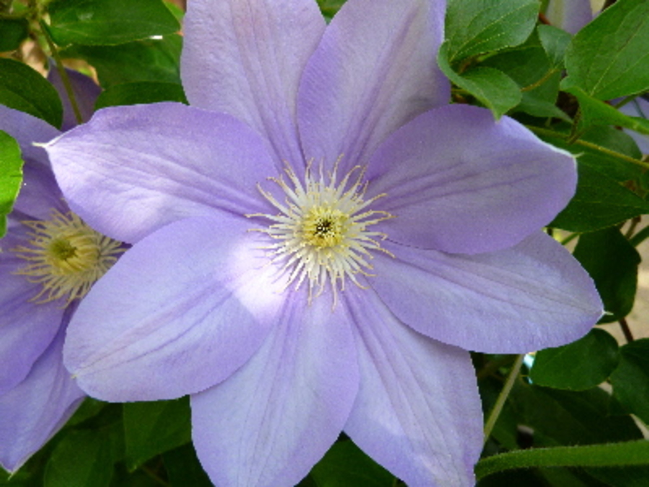 English Graden House - Secret GardenⅡ
