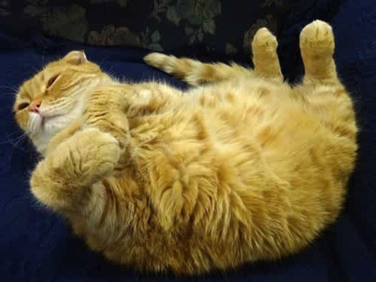 アンニュイ - バスカヴィル家の猫