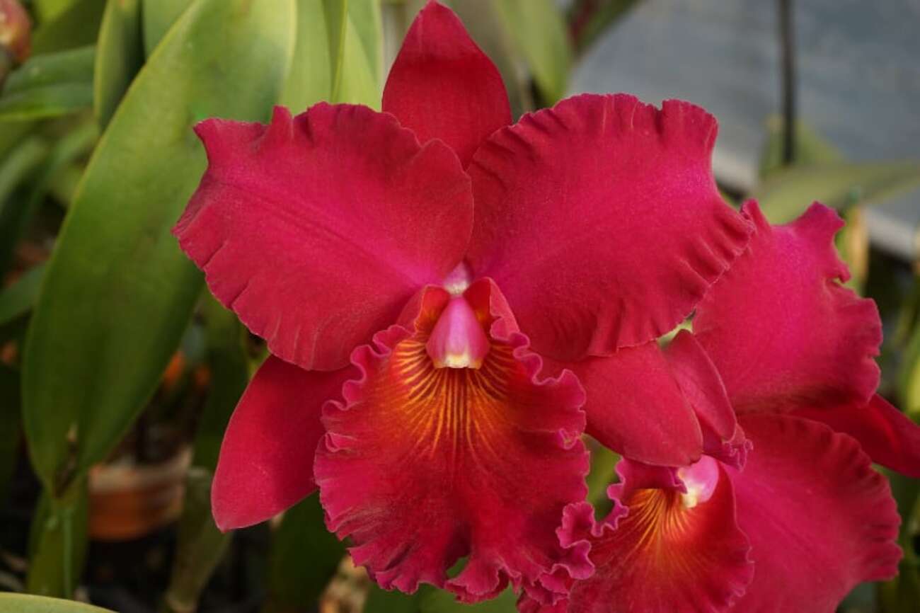 Rlc. Shinfong Vivid‘Kayoko’ - カトログ !! ～ カトレヤ交配種のブログ (Hybrid Cattleya's Database)