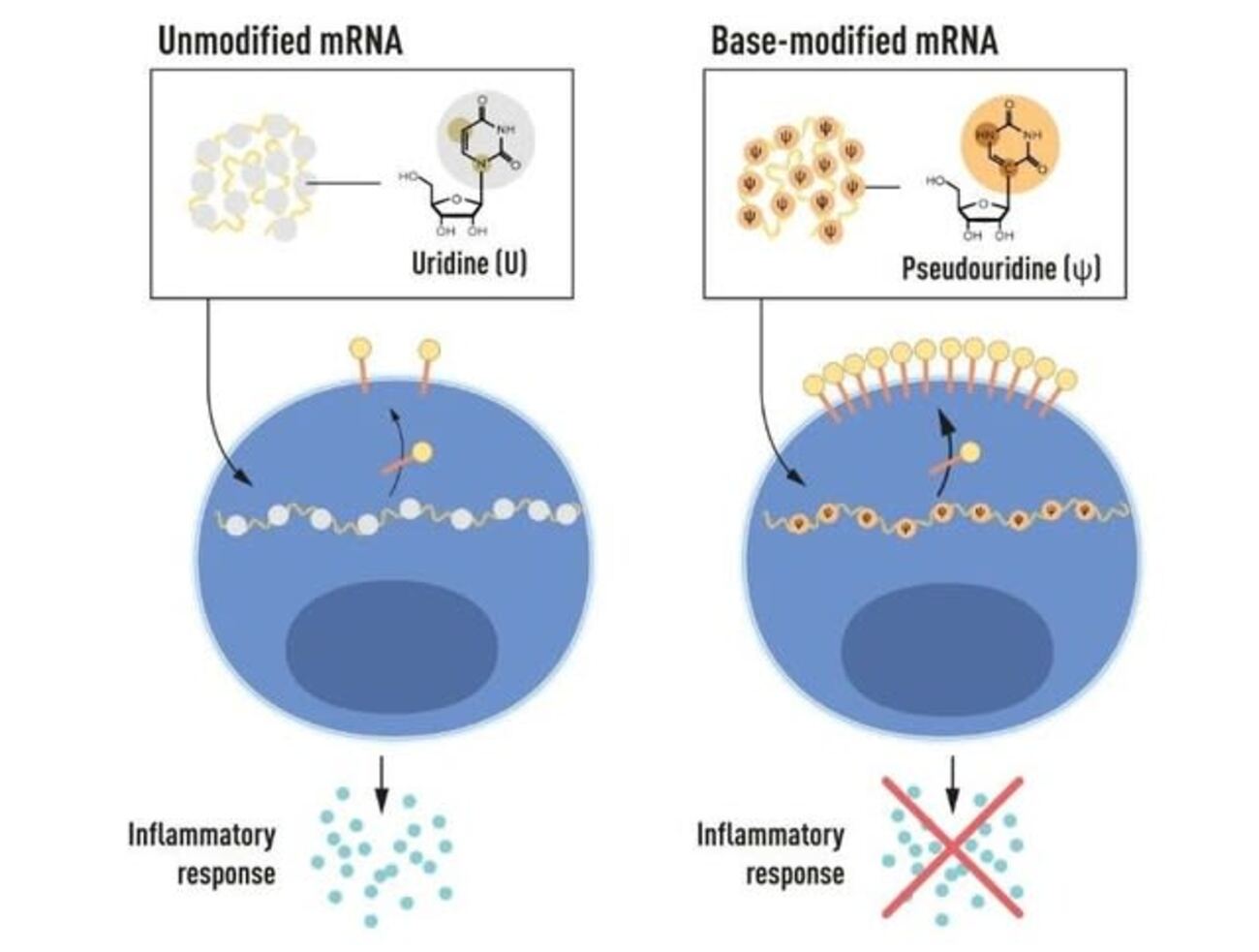 mRNAは壊れにくくなるように改善されている - 森の里ホームズのブログ