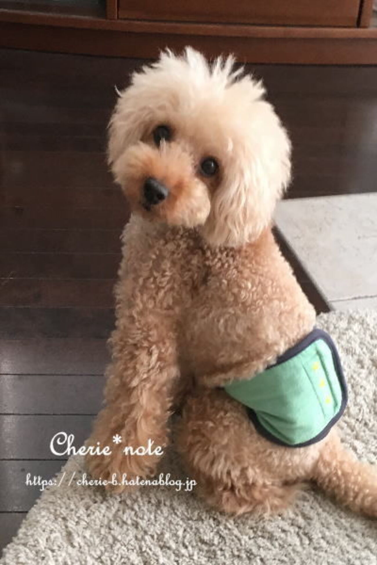 トイプードル・Coconut 内緒の話 - Cherie* note -2018-
