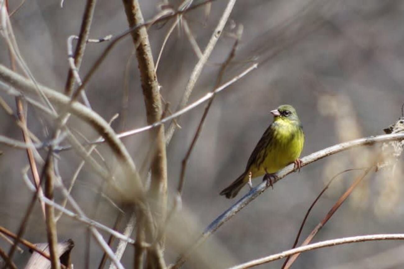 アオジ? - Forest Sync.