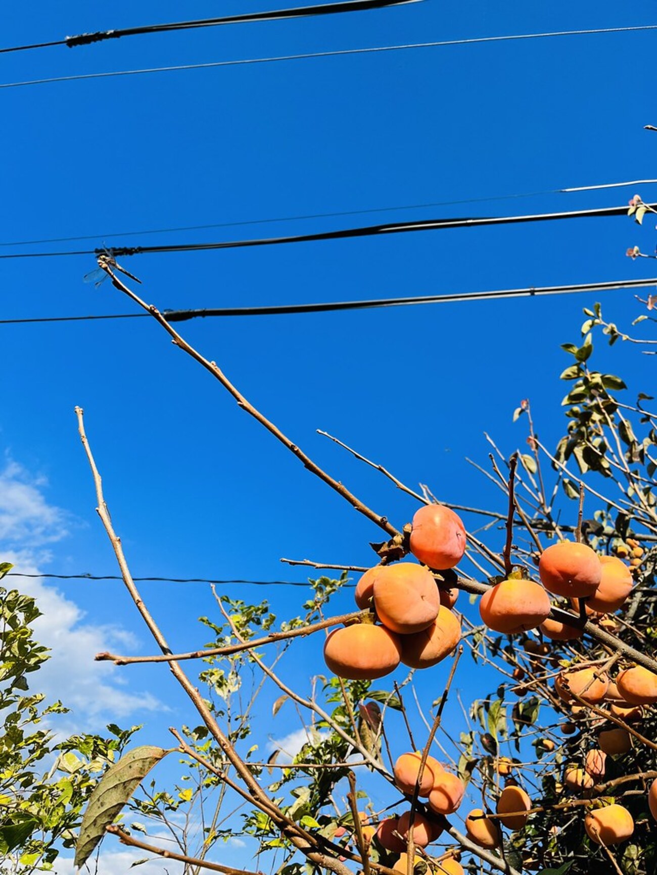 柿ととんぼ - ampio's note