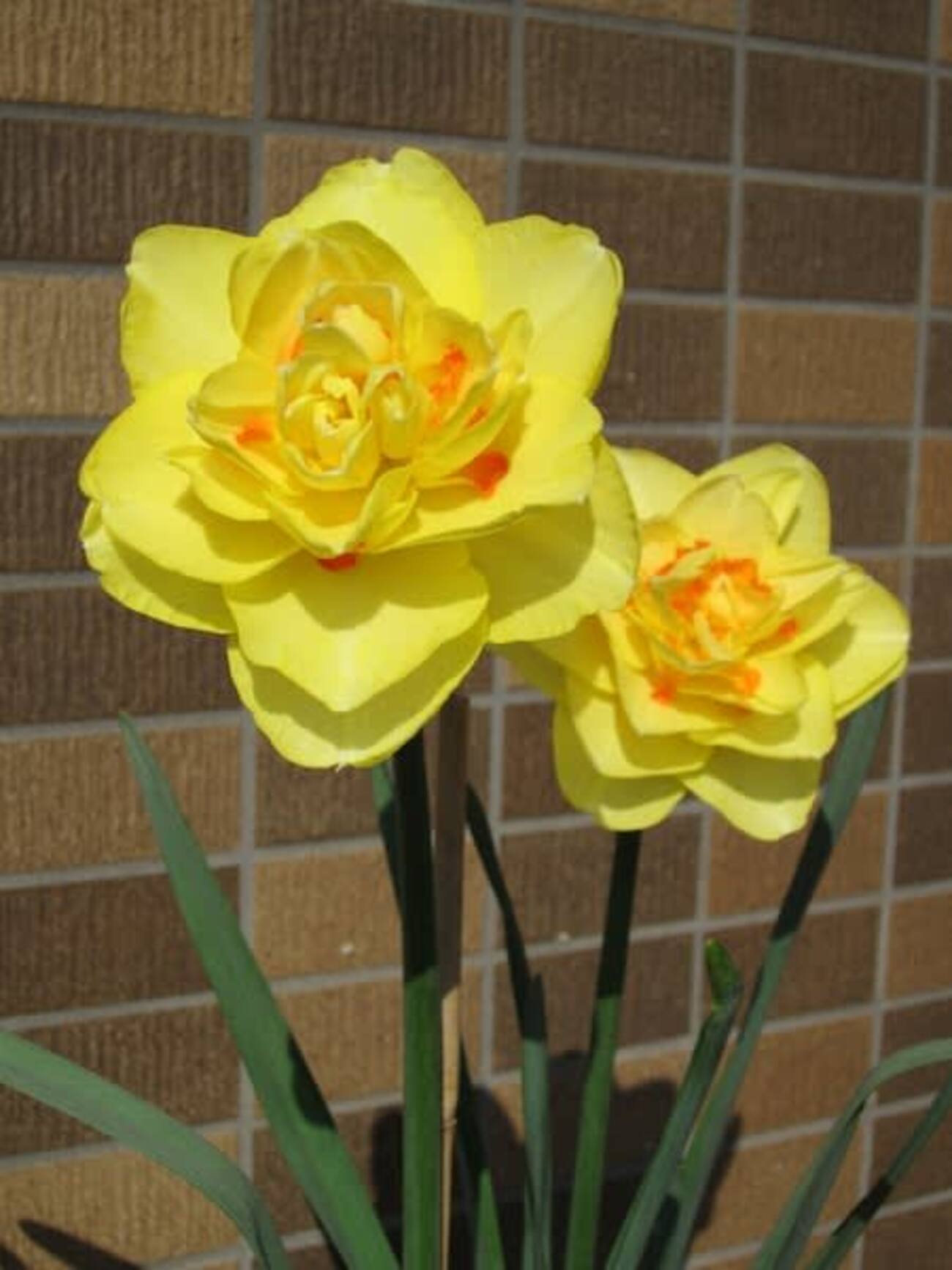 タヒチ テヒチ ノビチ ベビチ - fleurs et lapins (フルーレラパン) yukitake日記