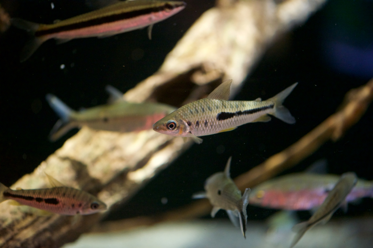 レポリヌス Leporinus sp. - RemoteRegion@AquaTotto