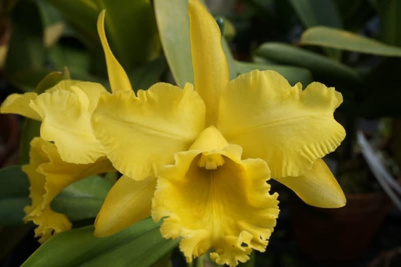 Rlc. Destiny‘Golden Flare’ - カトログ !! ～ カトレヤ交配種のブログ (Hybrid Cattleya's ...