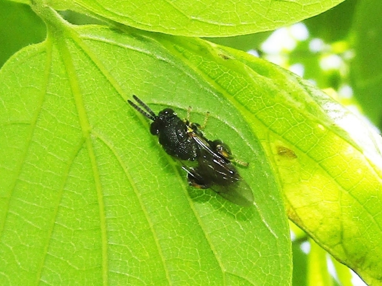 ハエヤドリアシブトコバチ230502 - KONASUKEの部屋