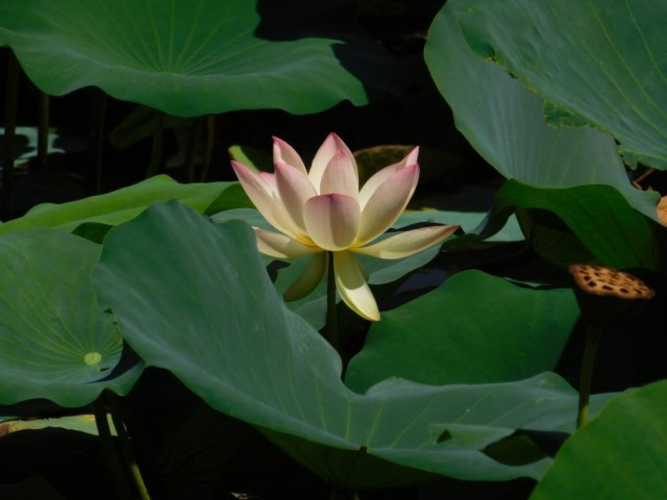 日本に嵐がやってくる？ - oichan-2’s blog