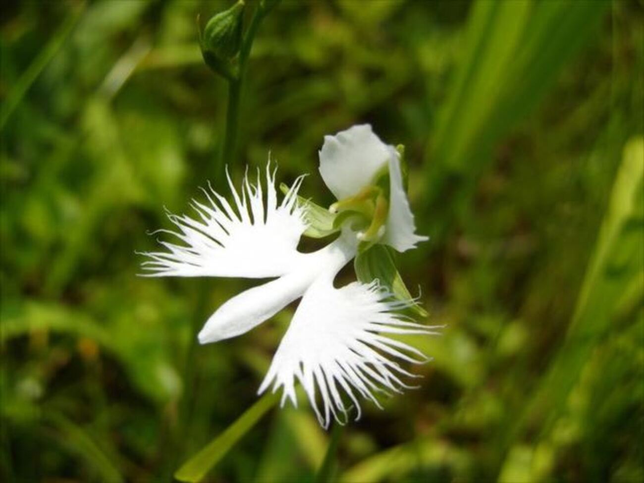 サギソウ - 昭和記念公園 - minhana-bei-hateのブログ