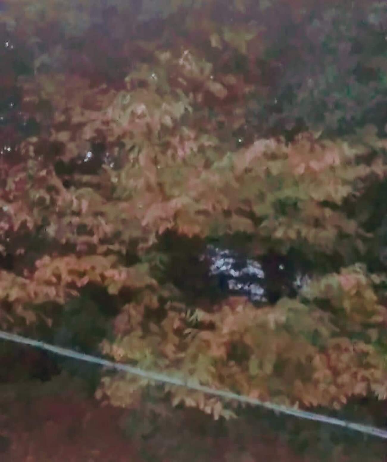 雨に濡れた紅葉 ？樂 - kyoko-ky211のブログ