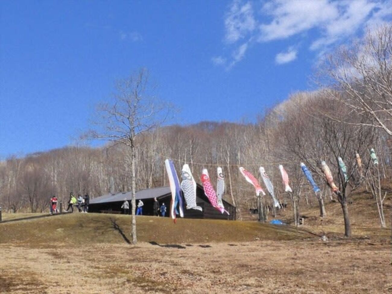 鯉のぼりをあげました！ - 萩の里自然公園便り