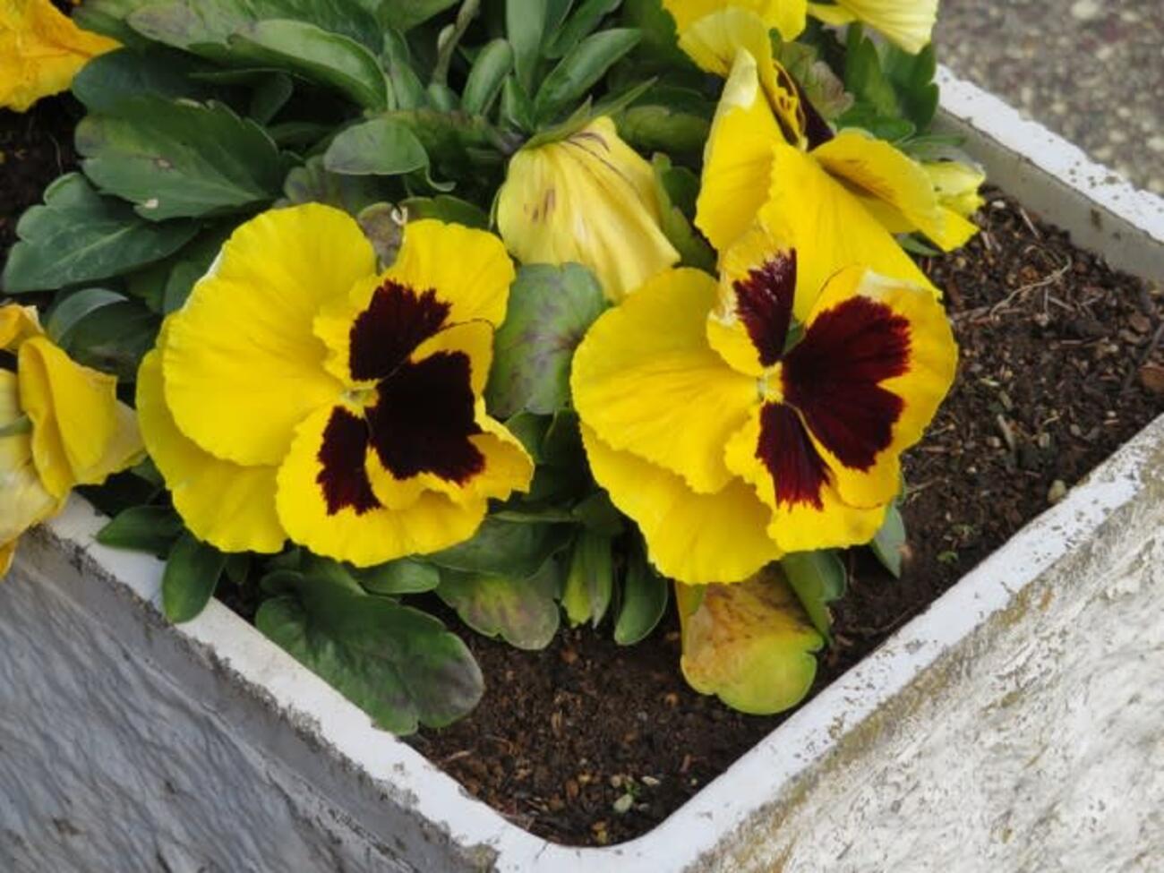 スピードスケート女子1500m - Kobby loves 埼玉＆レッズ