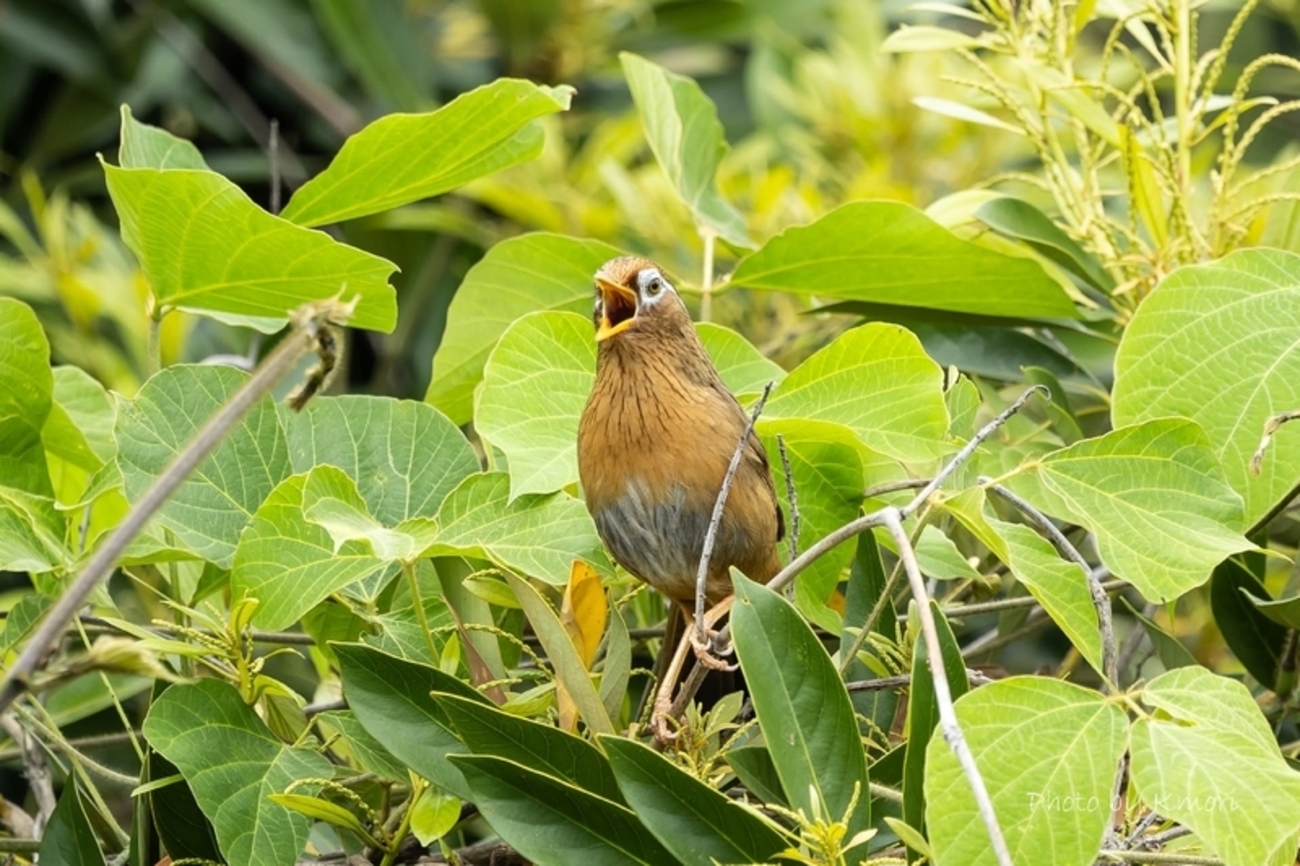 毎朝早くからガビチョウの囀り - morinoki2011（Ⅱ）