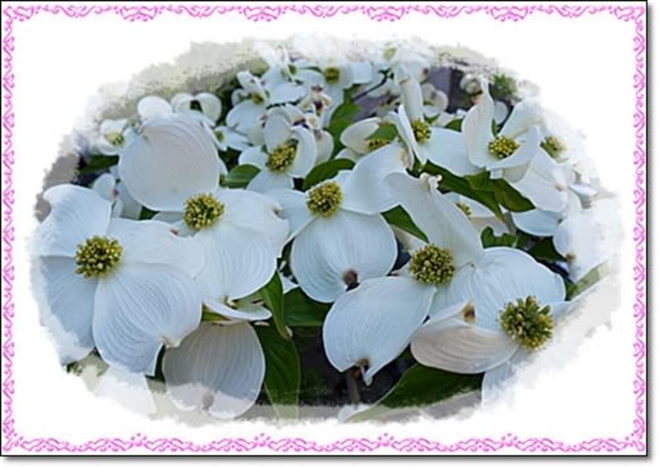 初節句のお祝いへ - 京のたんぽぽ日記