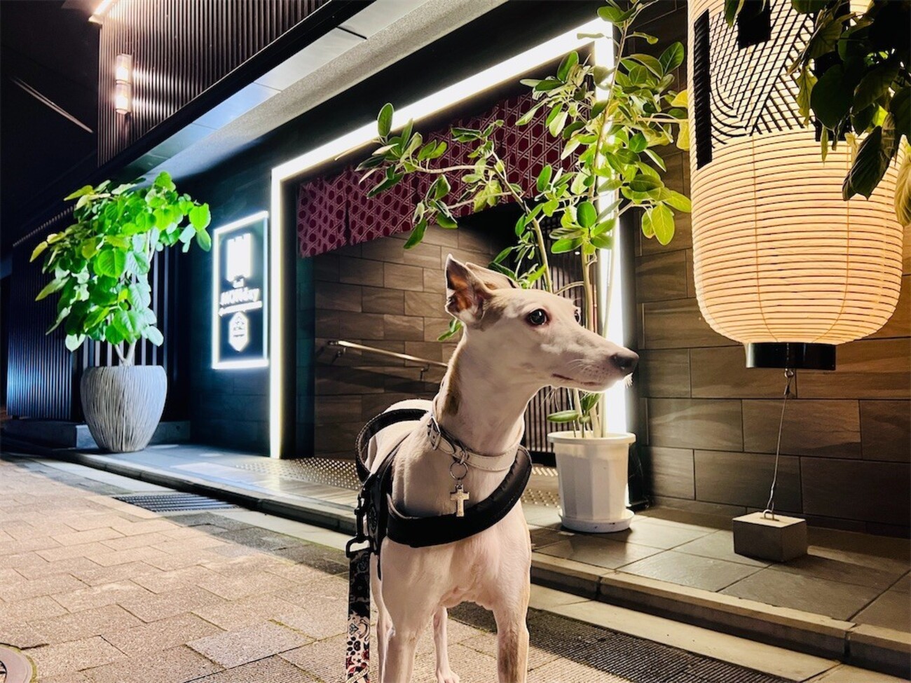 犬連れで京都へ一泊旅行 - Joy & Jura with Whippet Floren