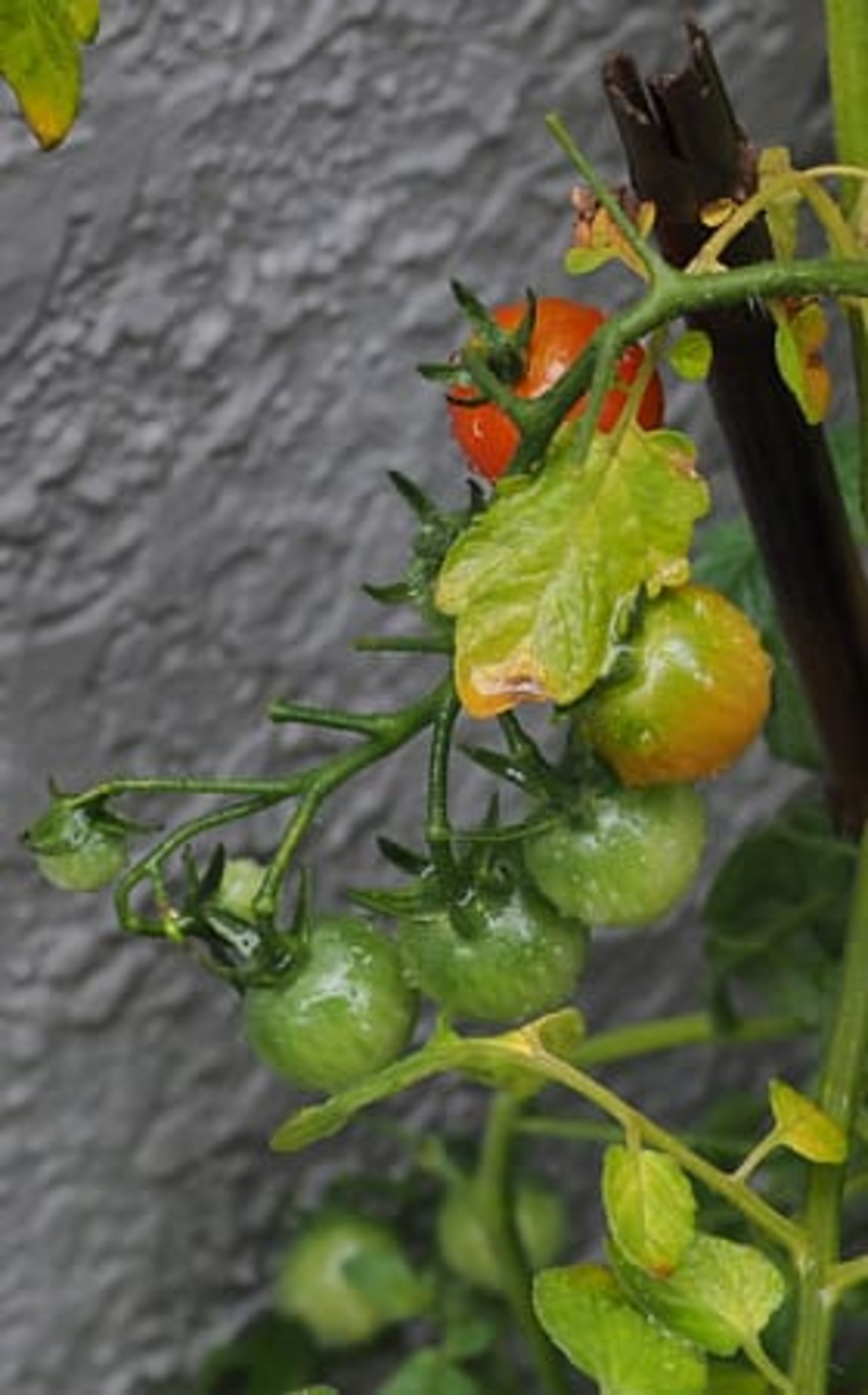 雨・あめ・あめ・・・・ - janko’s diary