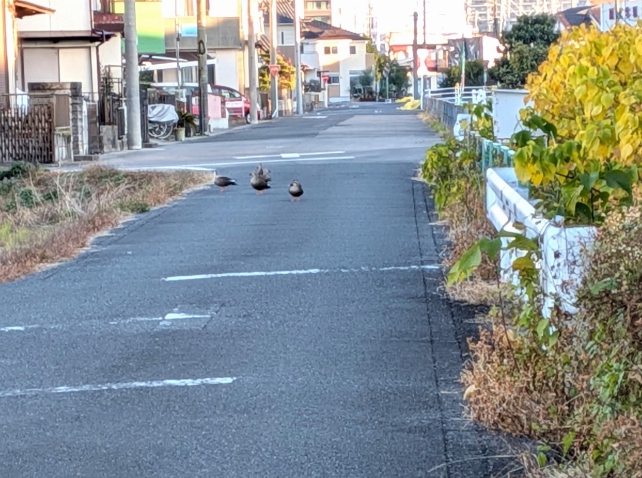 パソコン届いた・開封した・気力高まらず - 愛犬メロンパパの気まぐれ日記