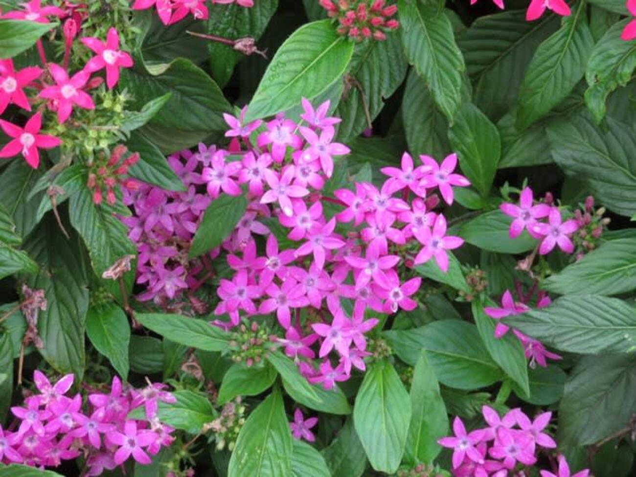 ラグビーCS、NZ対アルゼンチン - Kobby loves 埼玉＆レッズ