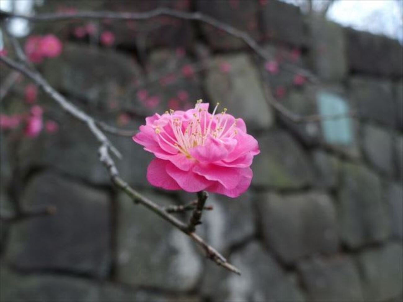 ウメ - JRA馬事公苑 - minhana-bei-hateのブログ