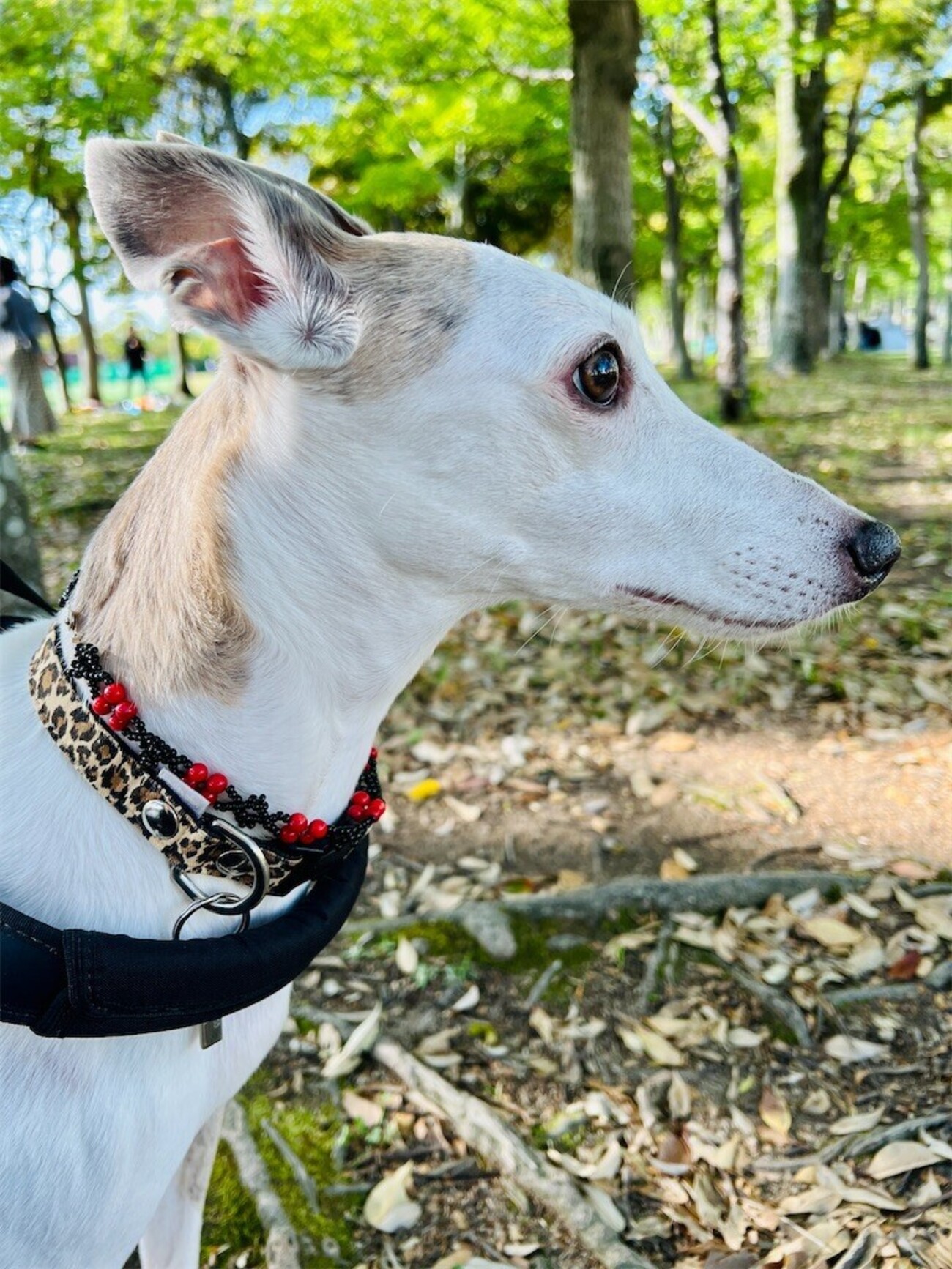 アーティーチョークの実る季節に - Joy & Jura with Whippet Floren