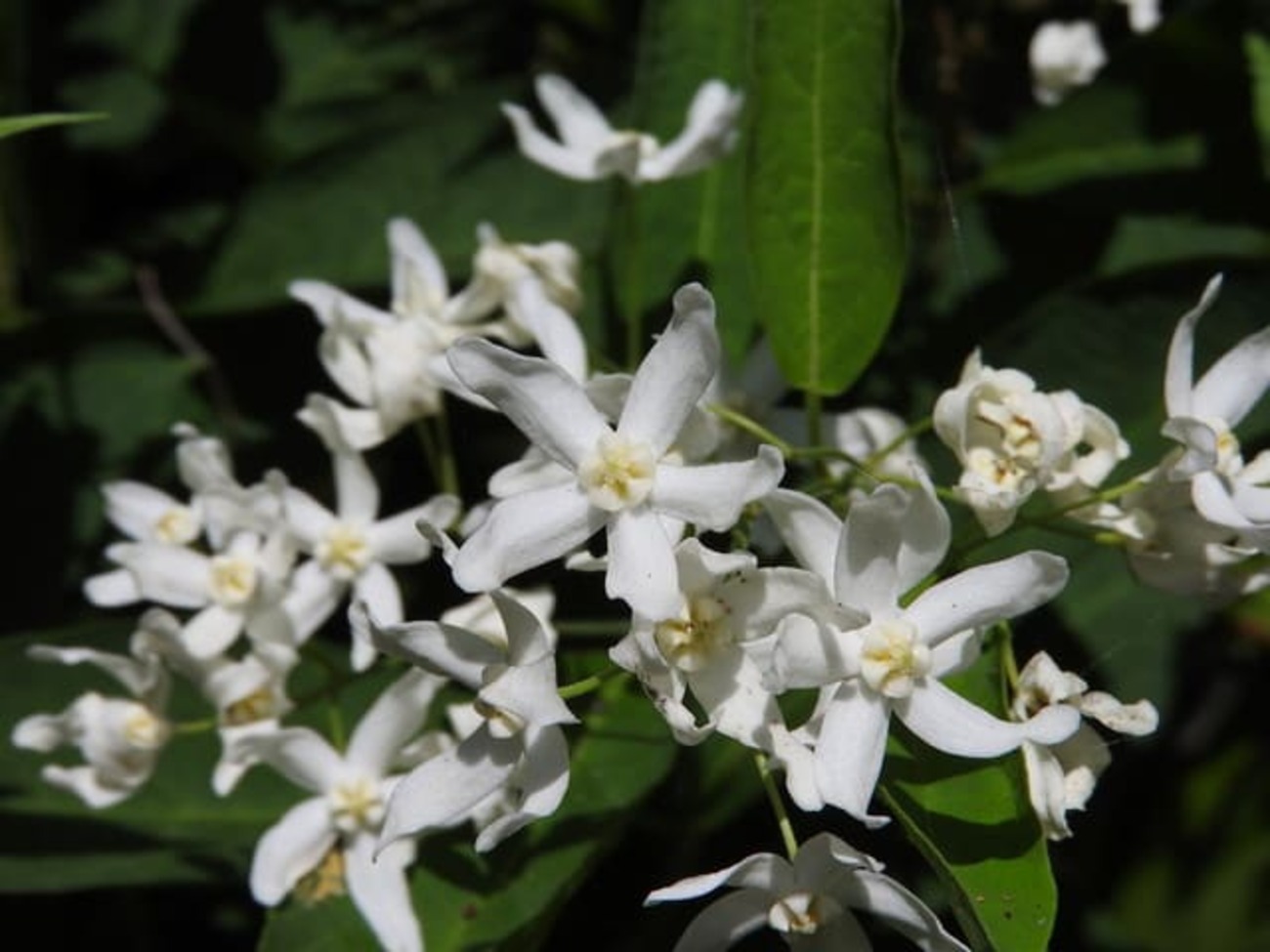 クサタチバナ - 高尾山 - minhana-bei-hateのブログ