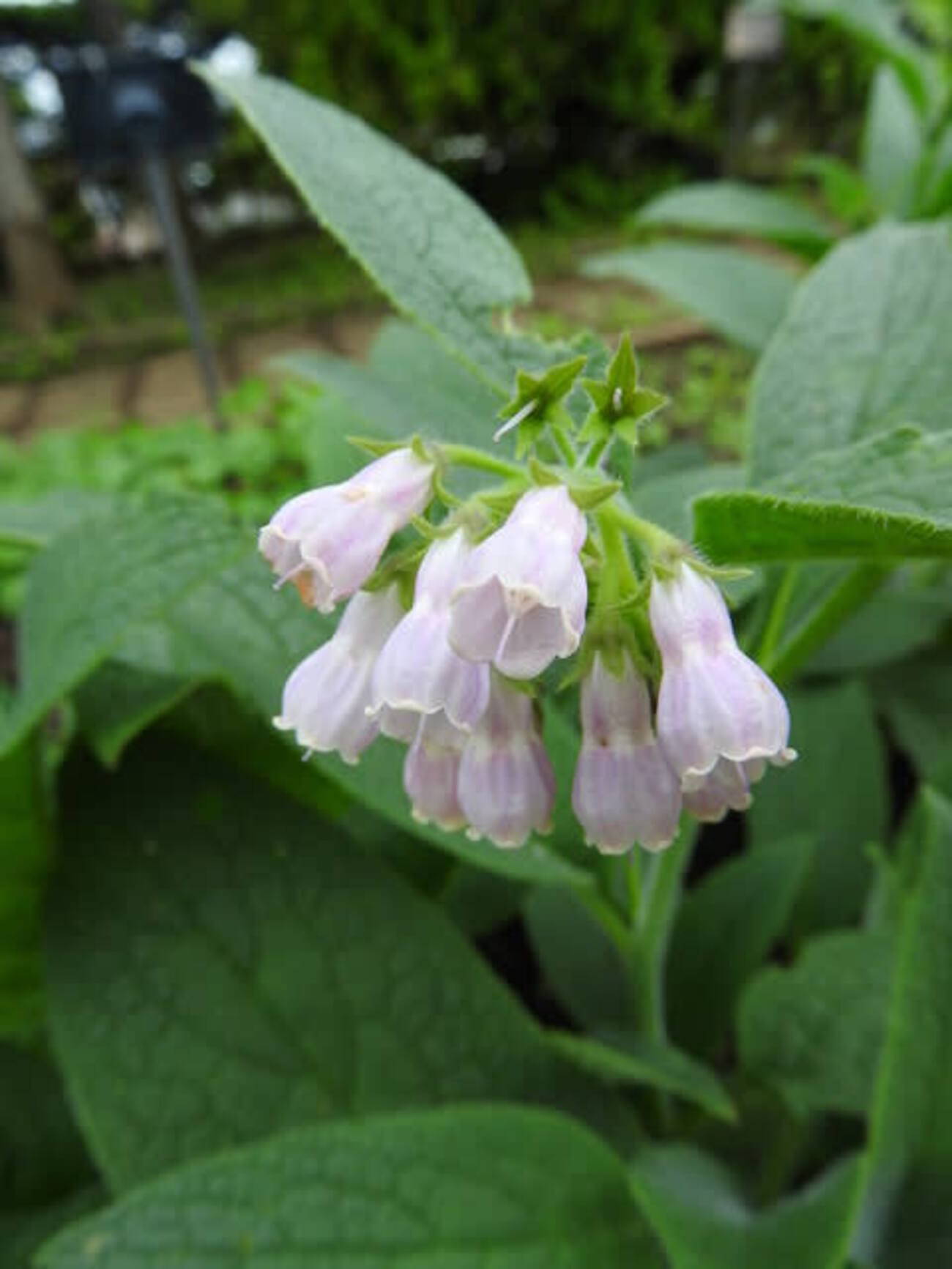 ヒレハリソウ - 智光山公園 - minhana-bei-hateのブログ