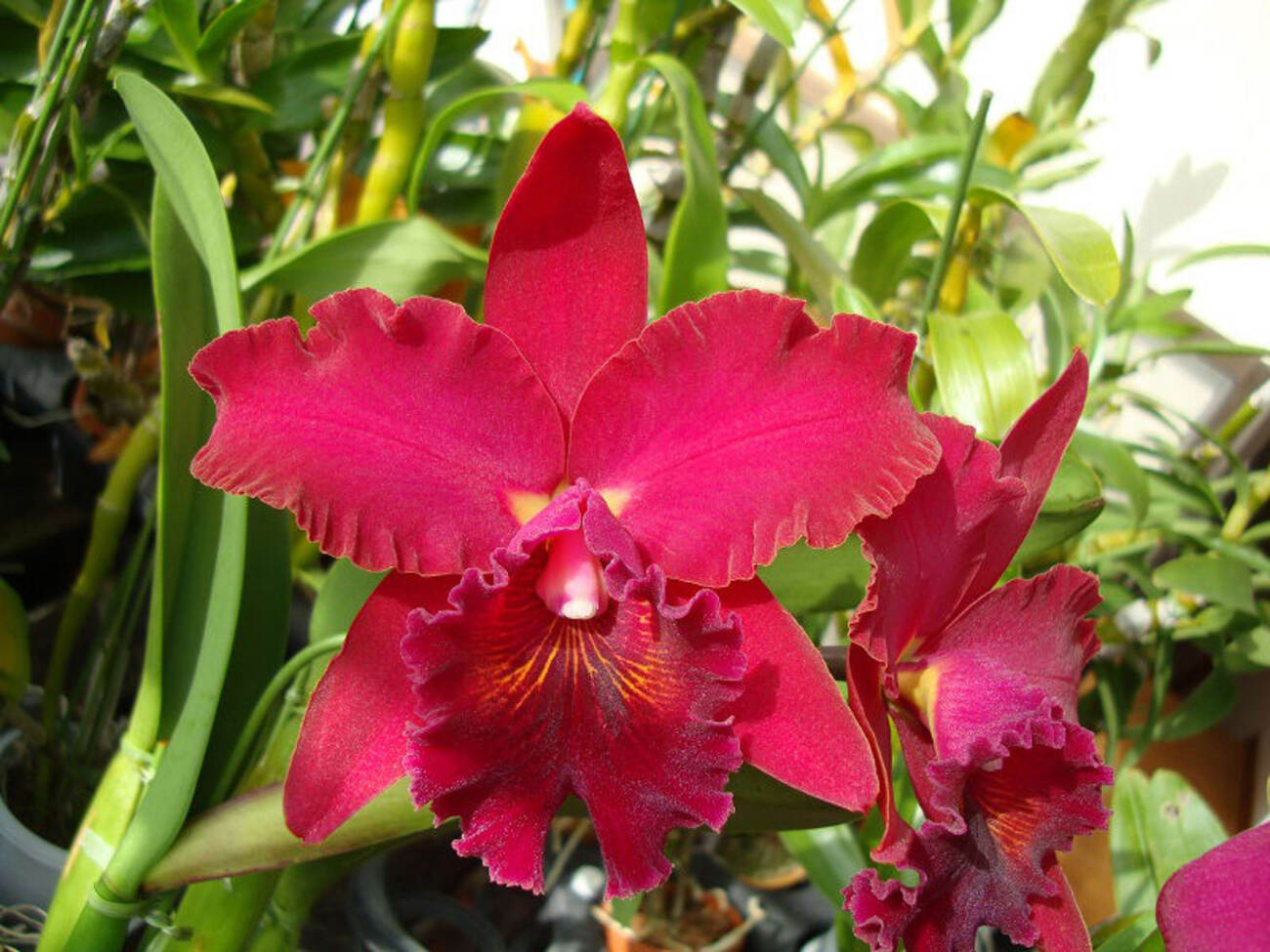 Rlc. Kaoru Suzuki 実生開花例3 - カトログ !! ～ カトレヤ交配種のブログ (Hybrid Cattleya's ...