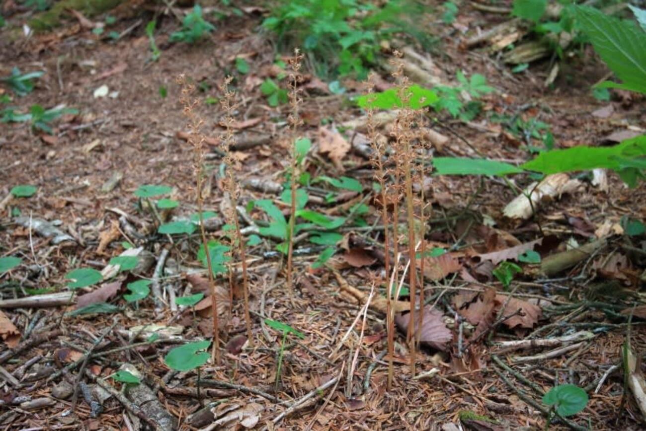 ヒメムヨウラン（ラン科）Neottia acuminata Schltr. - 山梨の希少植物たち